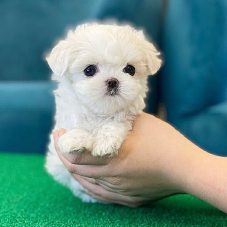 Available Puppies – TinyPaw Maltese